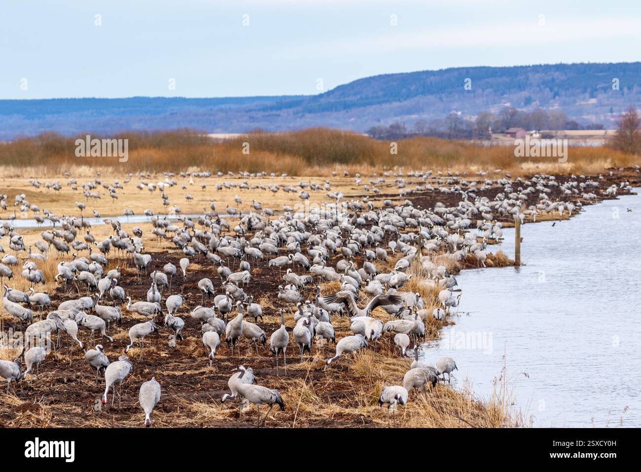 Flock cranes stand in hi-res stock photography and images - Alamy