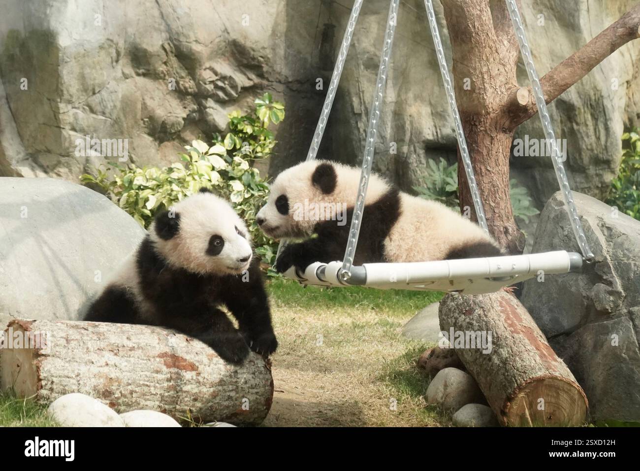 Beijing, China. 15th Feb, 2025. Giant panda cubs are pictured at the ...