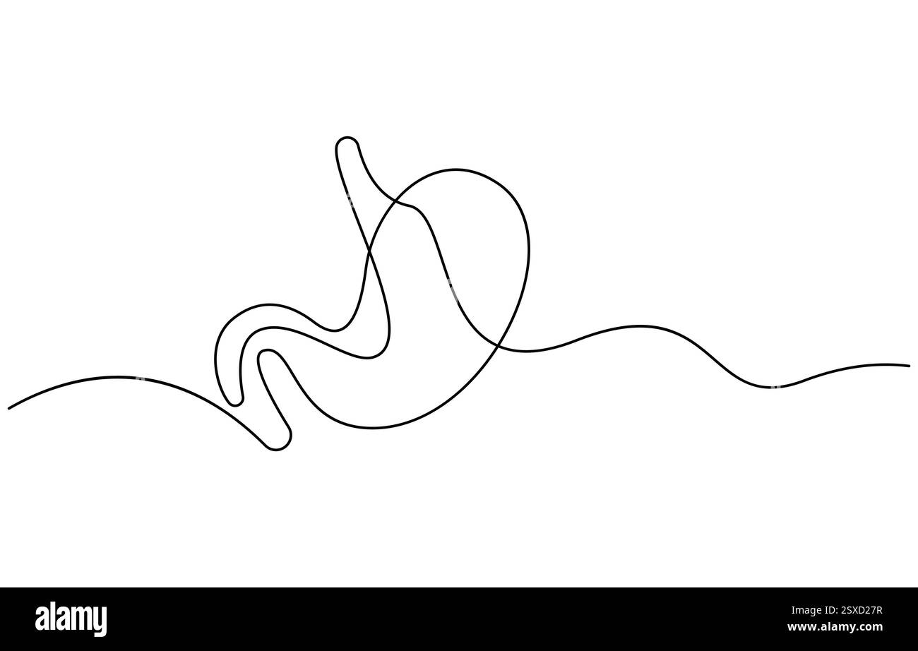 Single continuous line of Stomach. Line art of Stomach human organ ...