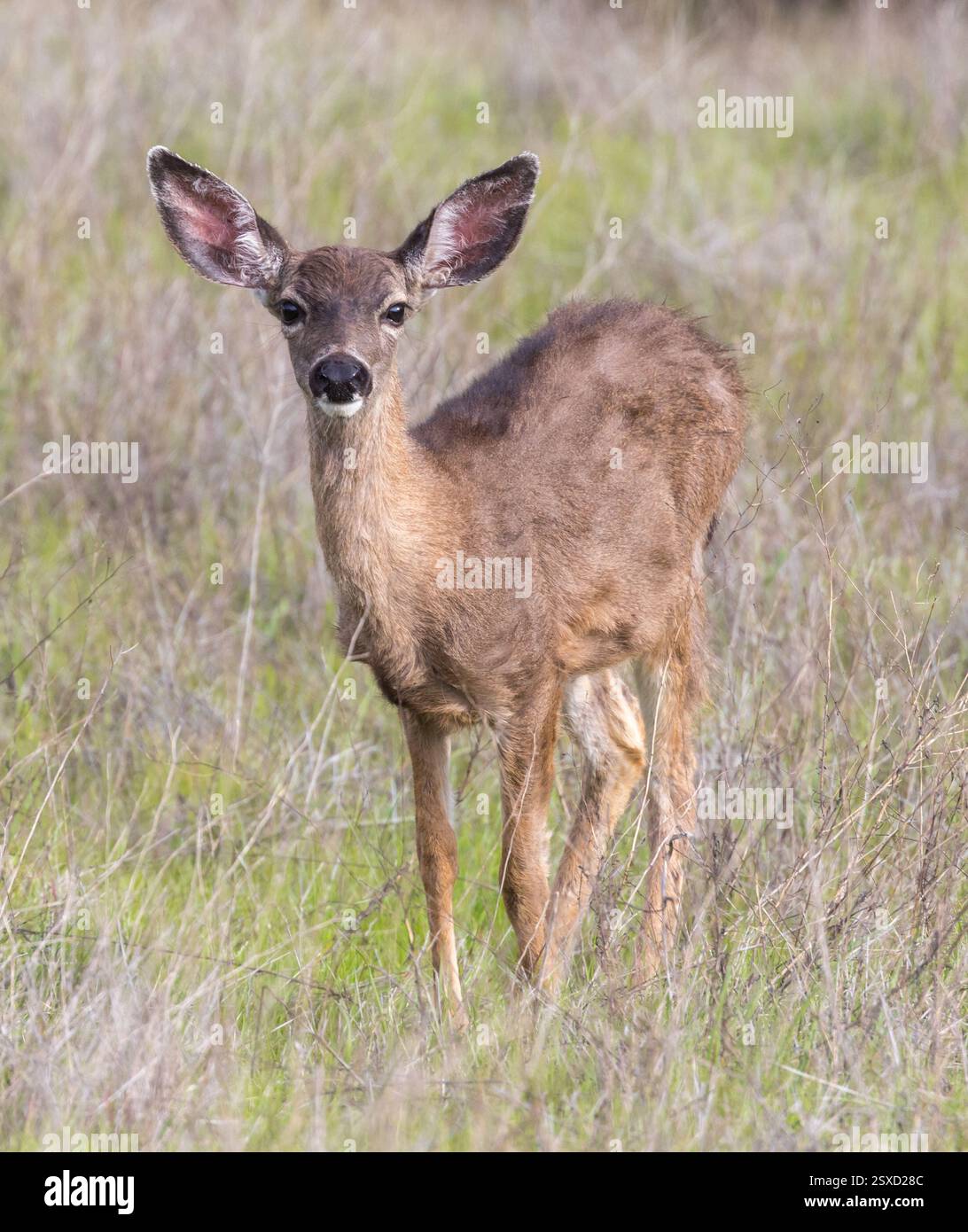 A yearling Black-tailed Deer at Edgewood Park and Natural Preserve in ...