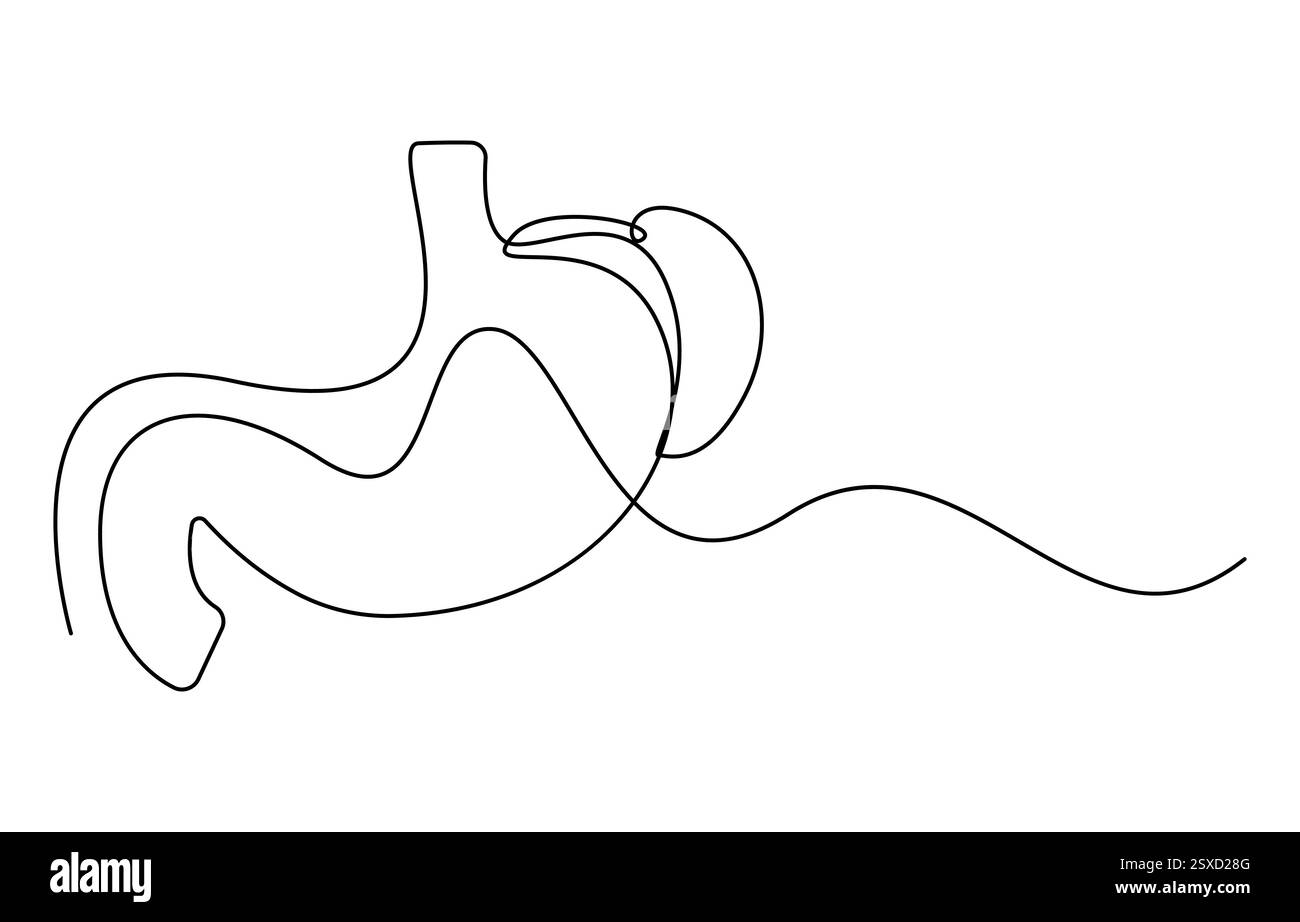 Single continuous line of Stomach. Line art of Stomach human organ ...