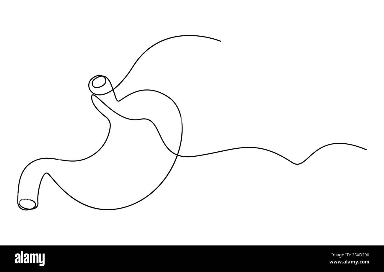 Single continuous line of Stomach. Line art of Stomach human organ ...