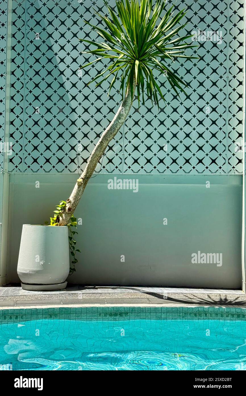 Potted Palm Tree by the Pool A leaning potted palm tree grows against a ...