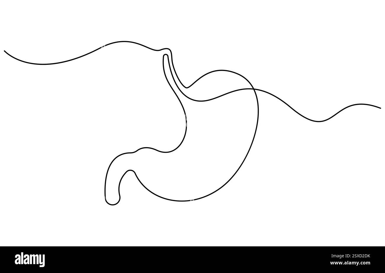 Single continuous line of Stomach. Line art of Stomach human organ ...