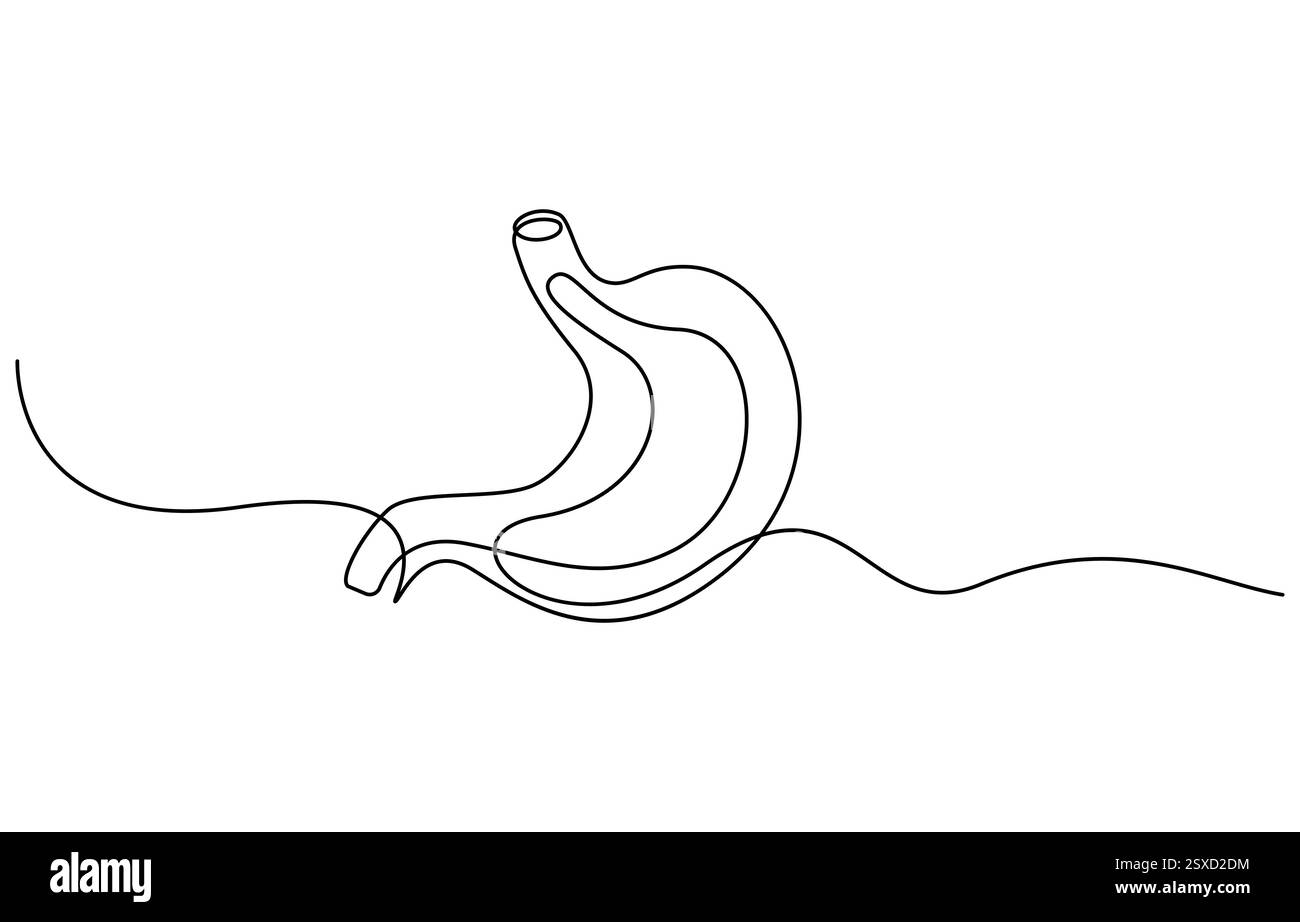 Single continuous line of Stomach. Line art of Stomach human organ ...