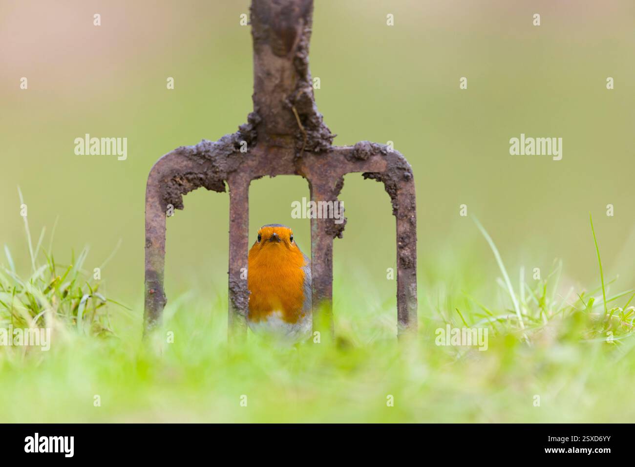 European robin Erithacus rubecula, adult standing on lawn behind garden ...