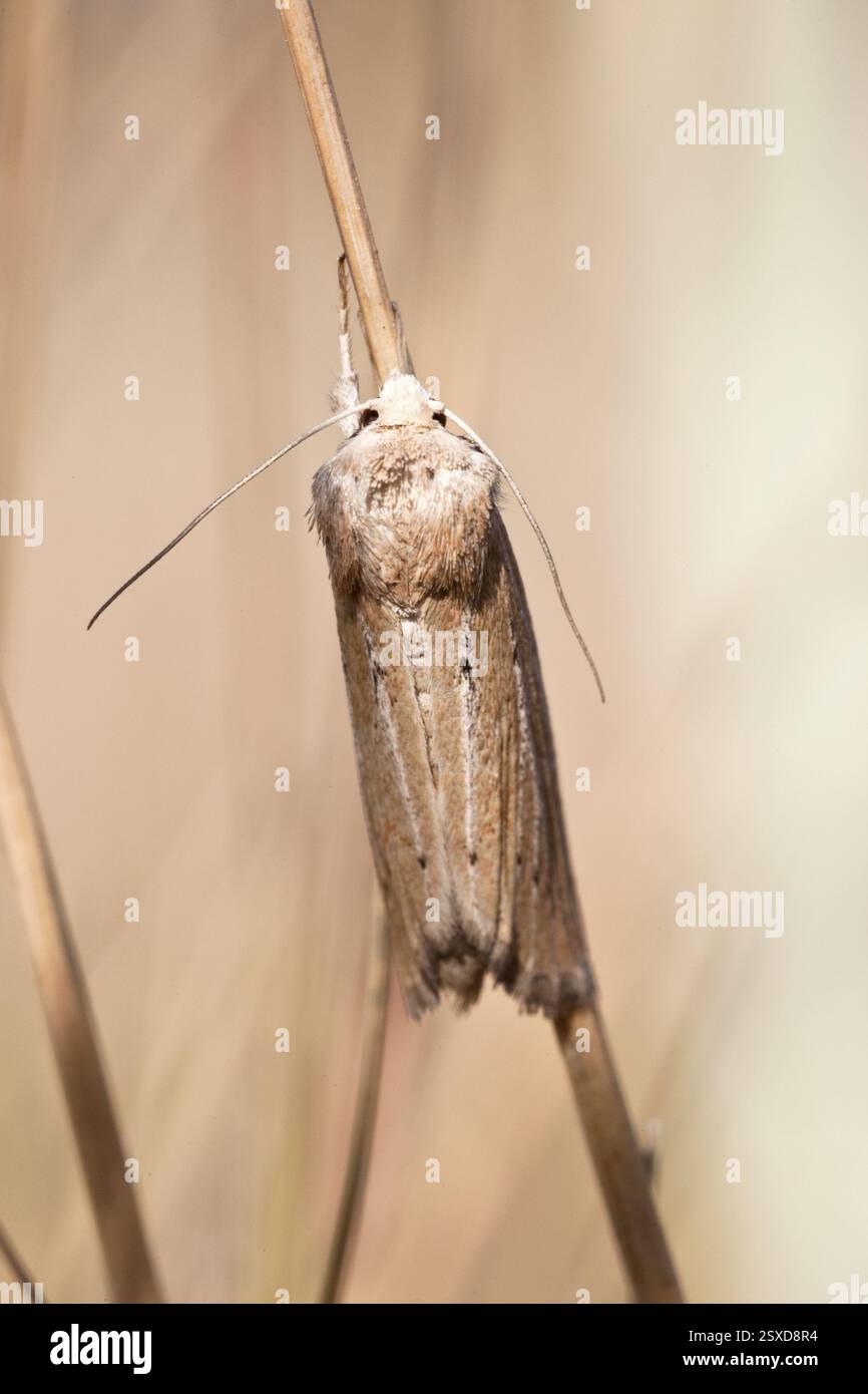 Leucania obsoleta, the obscure wainscot Stock Photo - Alamy