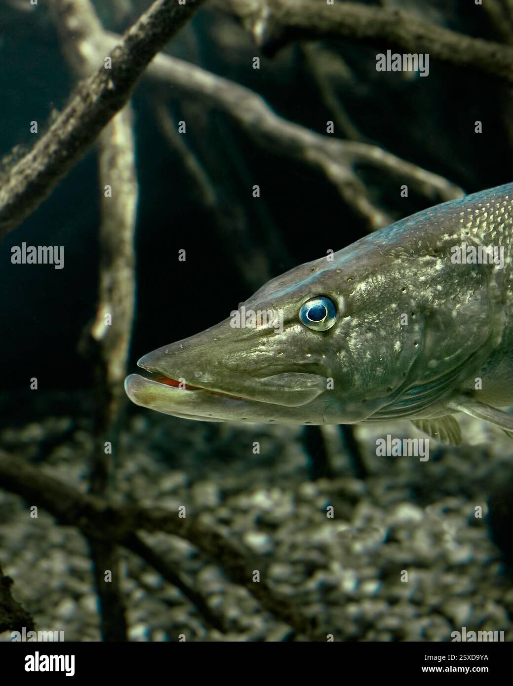 Freshwater nature hi-res stock photography and images - Alamy