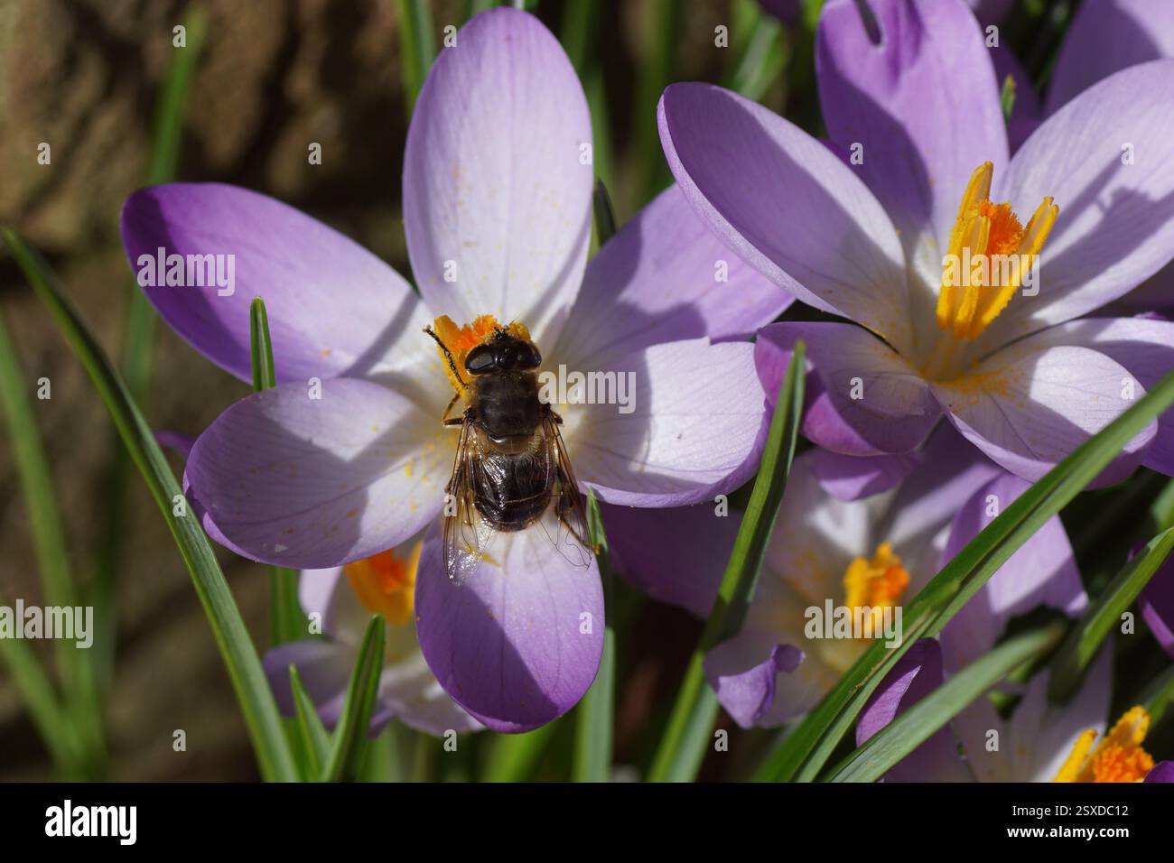 Purple flowering crocuses in the sun and a female common drone fly ...