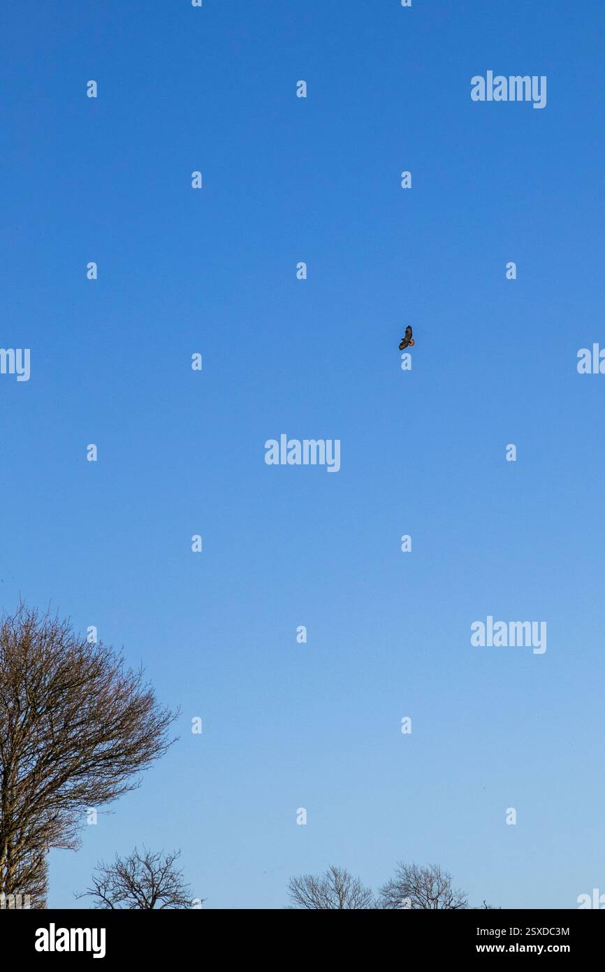 Common buzzard in rural hi-res stock photography and images - Alamy