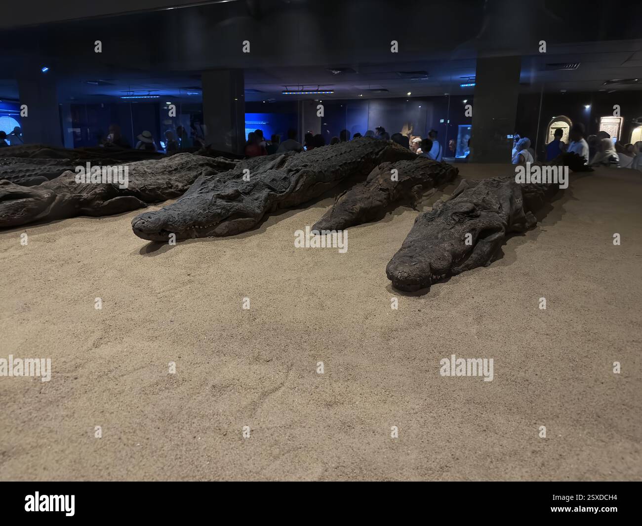 Aswan, Egypt - October 21, 2023: Mummified mummies of Nile crocodiles ...