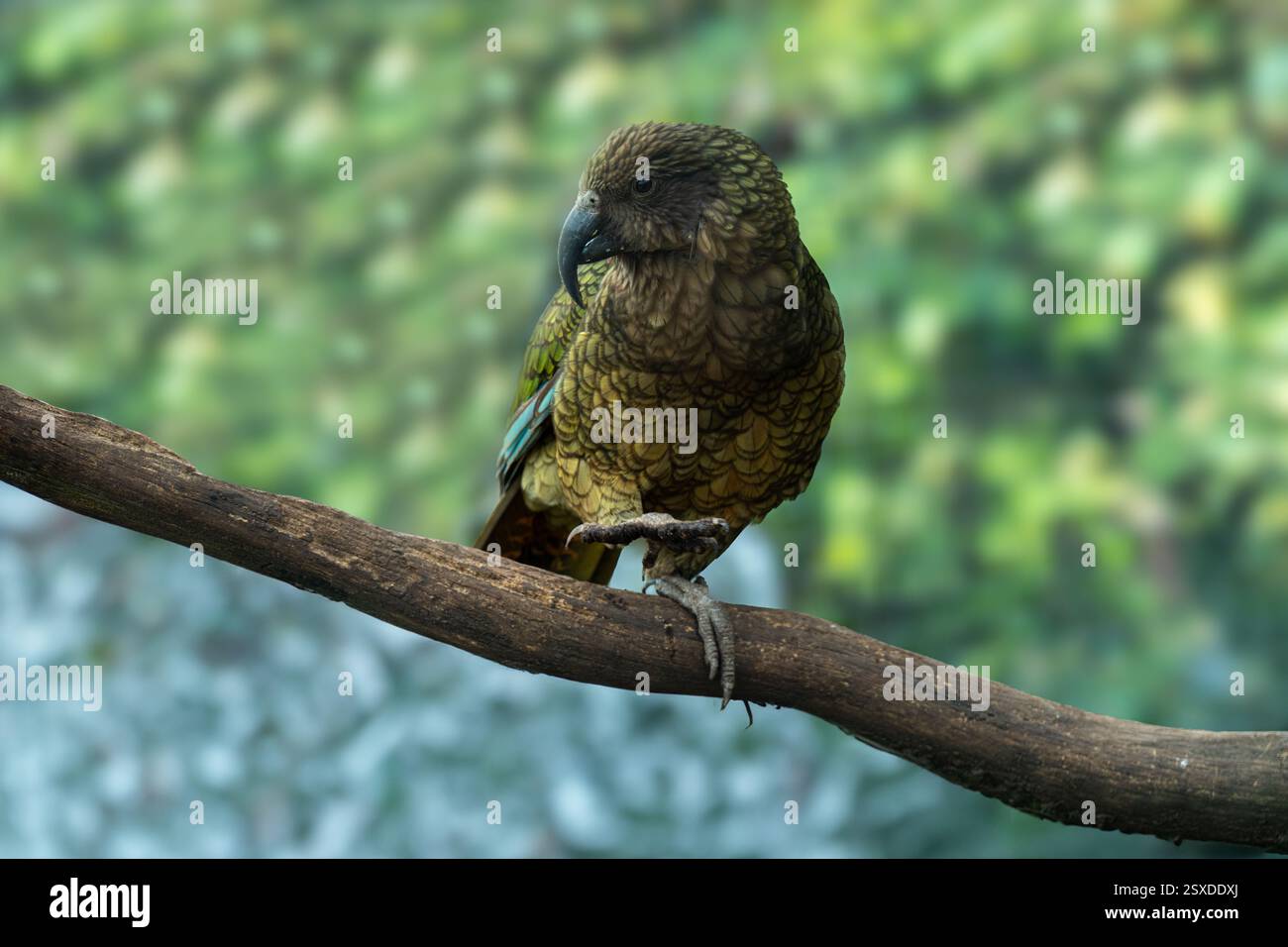 Kea (Nestor Nestor notabilis ). The kea is one of nine living endemic ...
