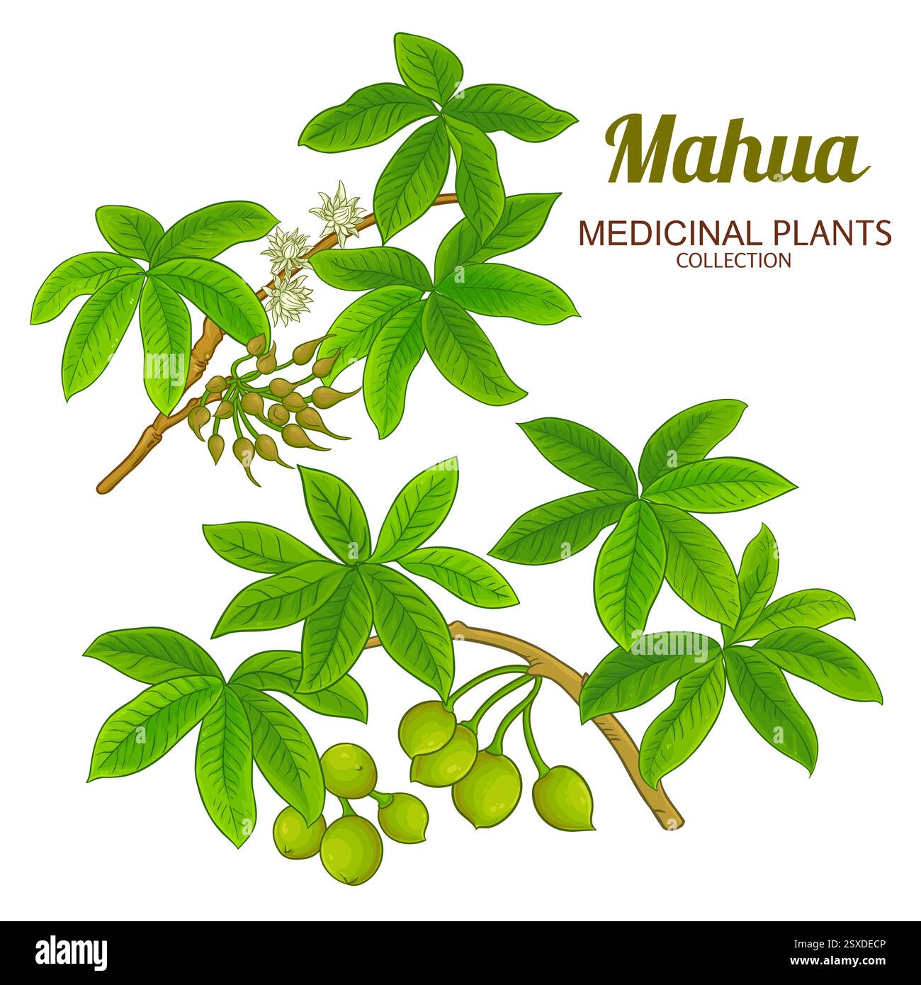 Mahua Stock Vector Images - Alamy