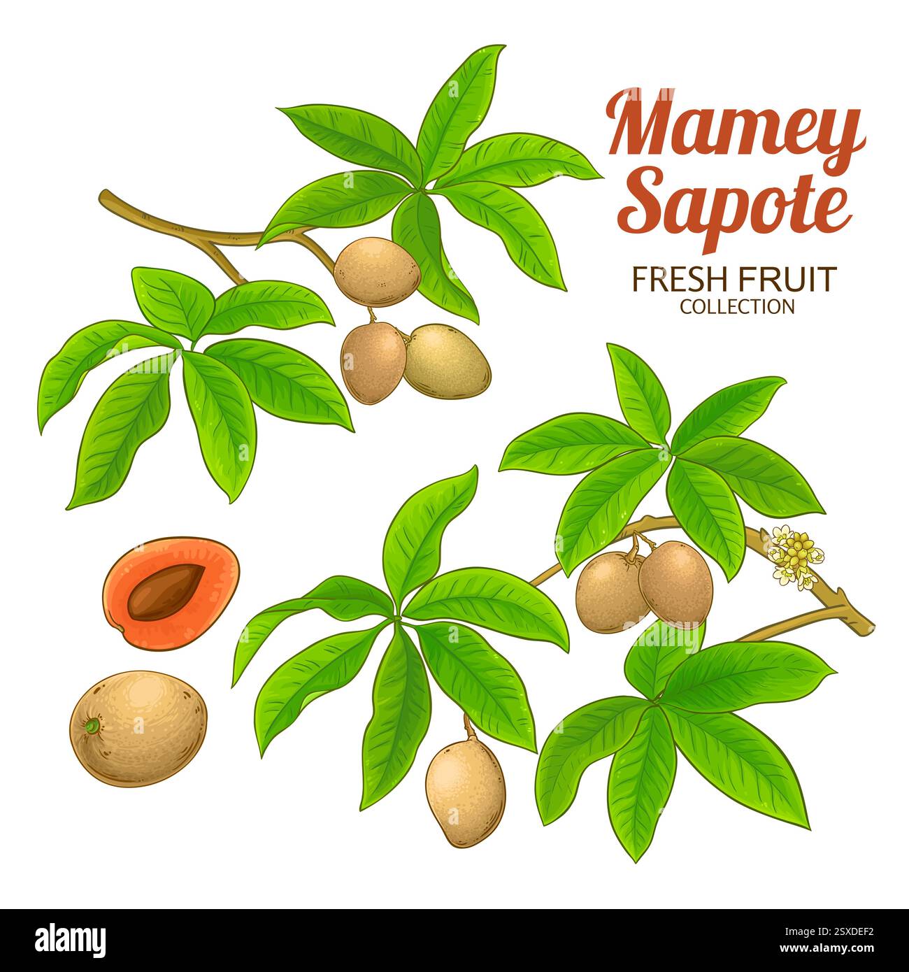 Mamey Sapote Branch Colored Detailed Illustration Stock Vector Image ...
