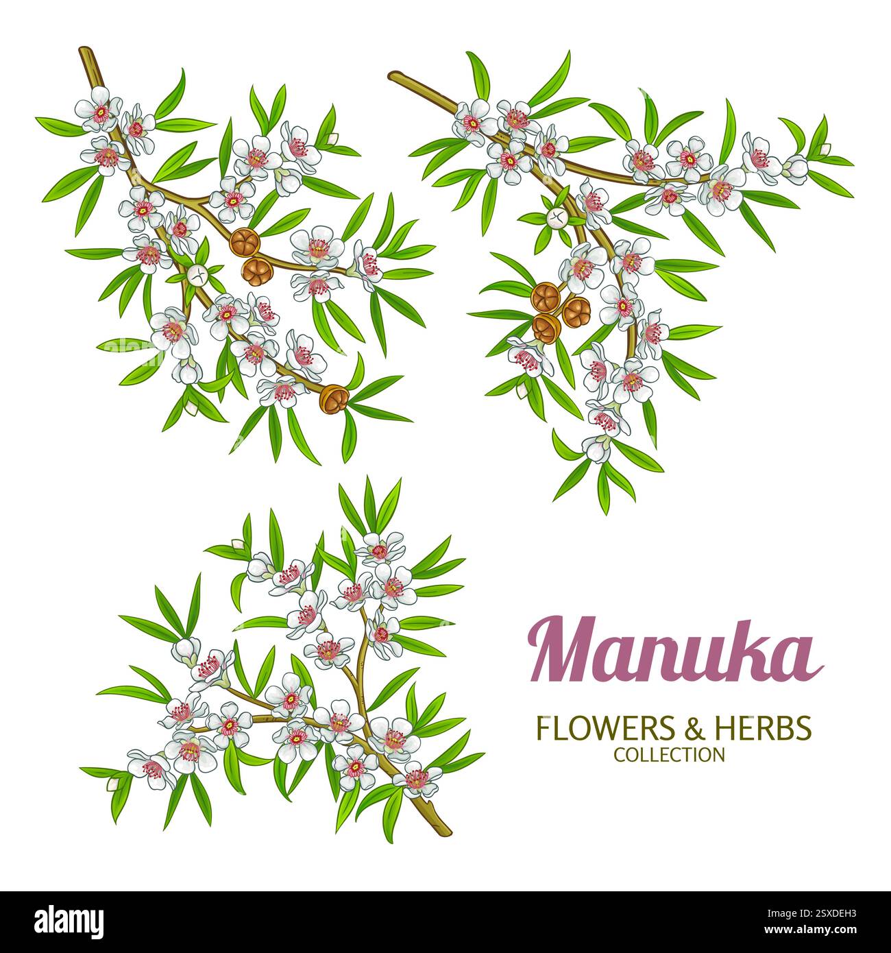 Manuka Branch Colored Detailed Illustration Stock Vector Image & Art ...