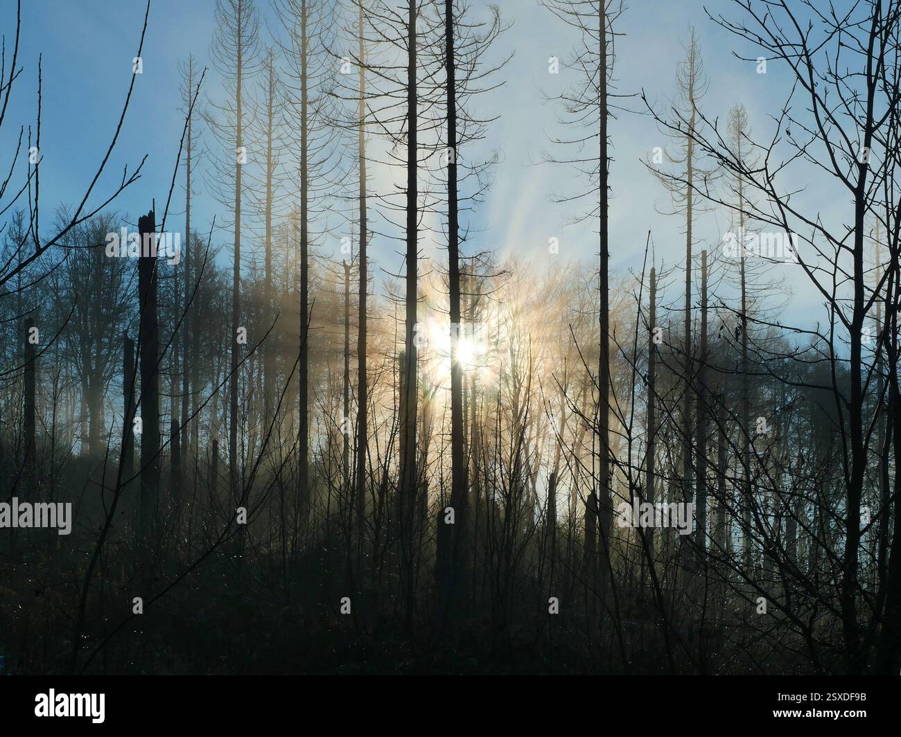 A destroyed spruce forest after bark beetle infestation and forest ...