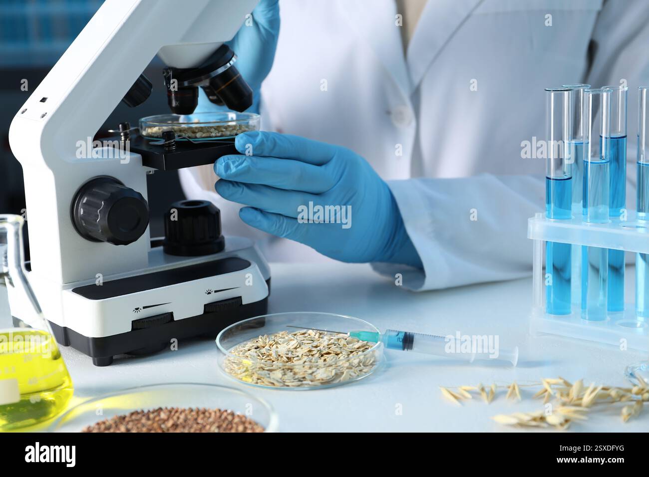 GMO concept. Scientist examining wheat grains under microscope in ...