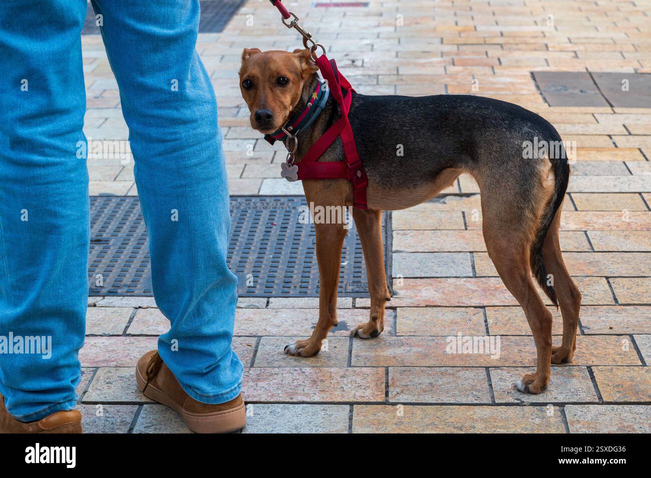 man walking a scared dog on a leash - animal abuse concept Stock Photo ...