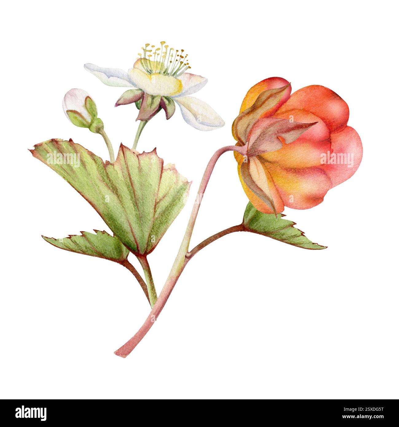 Cloudberry raspberry white flowers, hand drawn in watercolor ...
