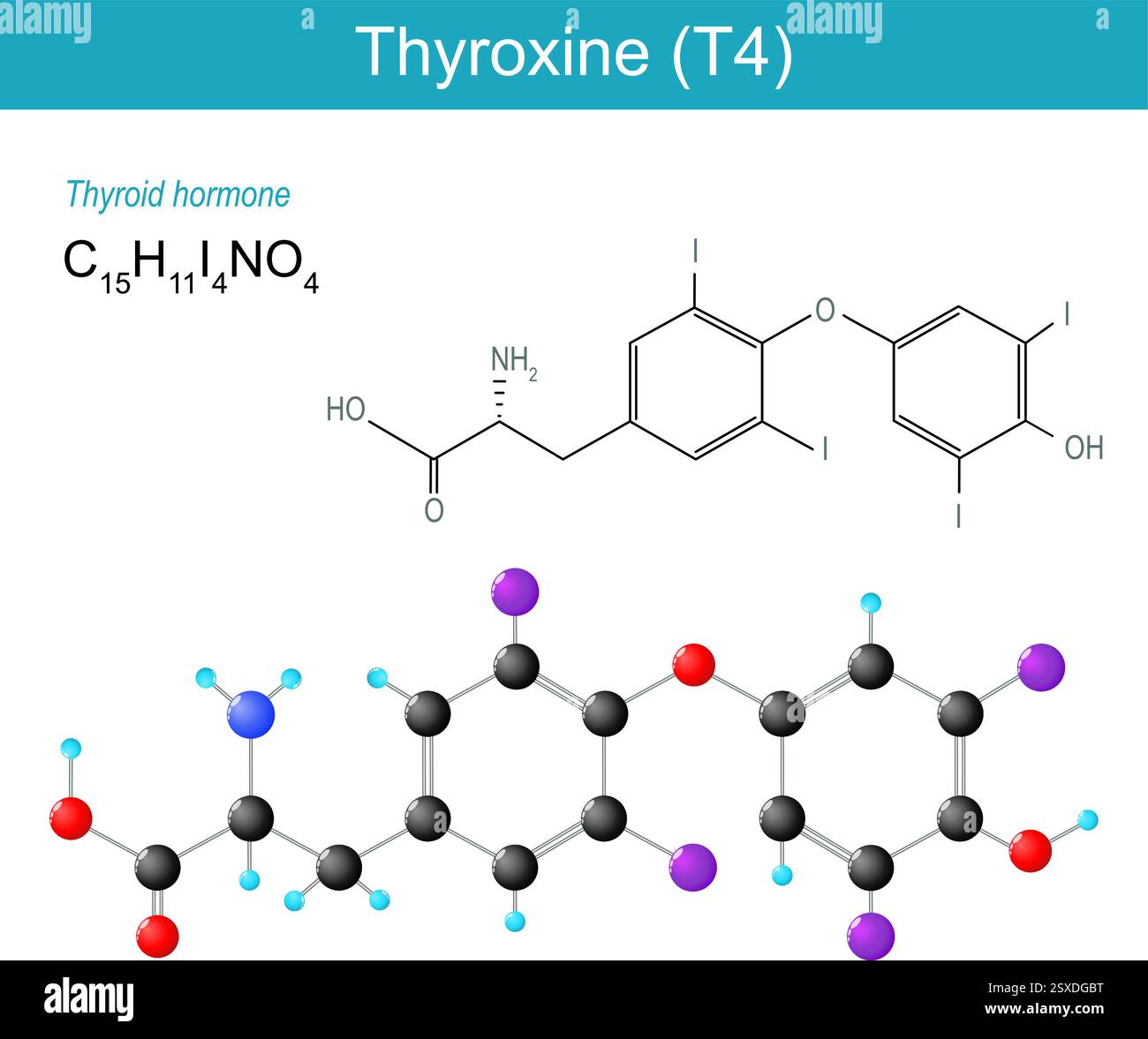 Thyroxine molecule. Molecular chemical structural formula and model of T4. Thyroid hormone ...