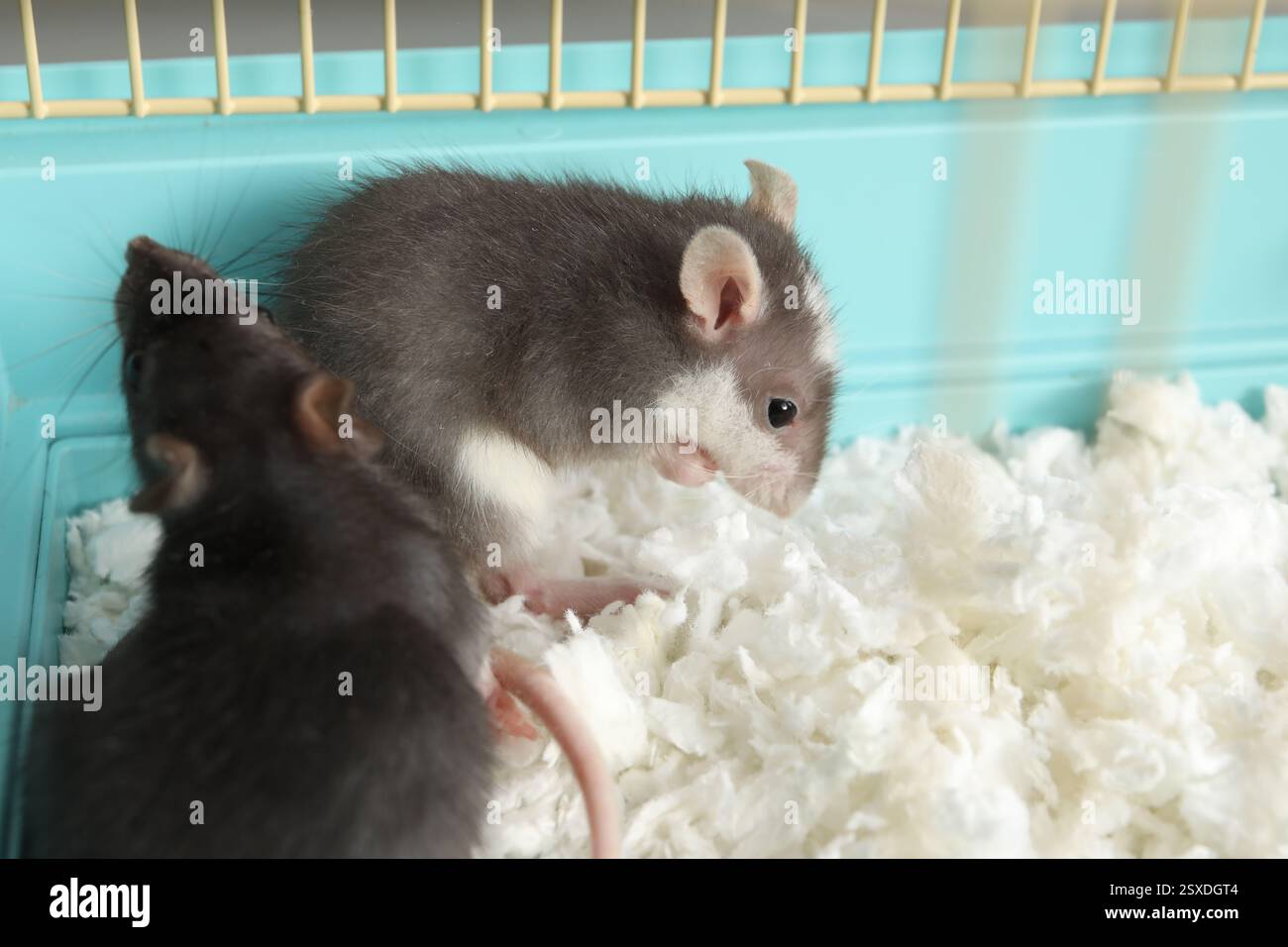 Two adorable little rats in cage. Cute pet Stock Photo - Alamy