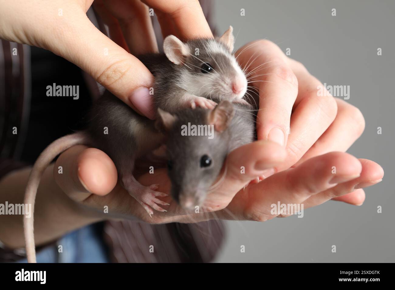 Women with adorable little rats on grey background, closeup Stock Photo ...