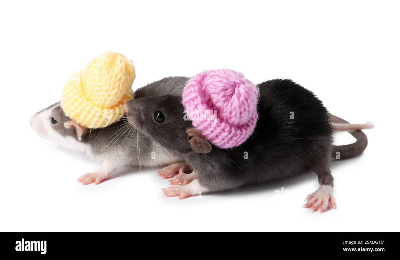Cute rats in hats on white background Stock Photo - Alamy