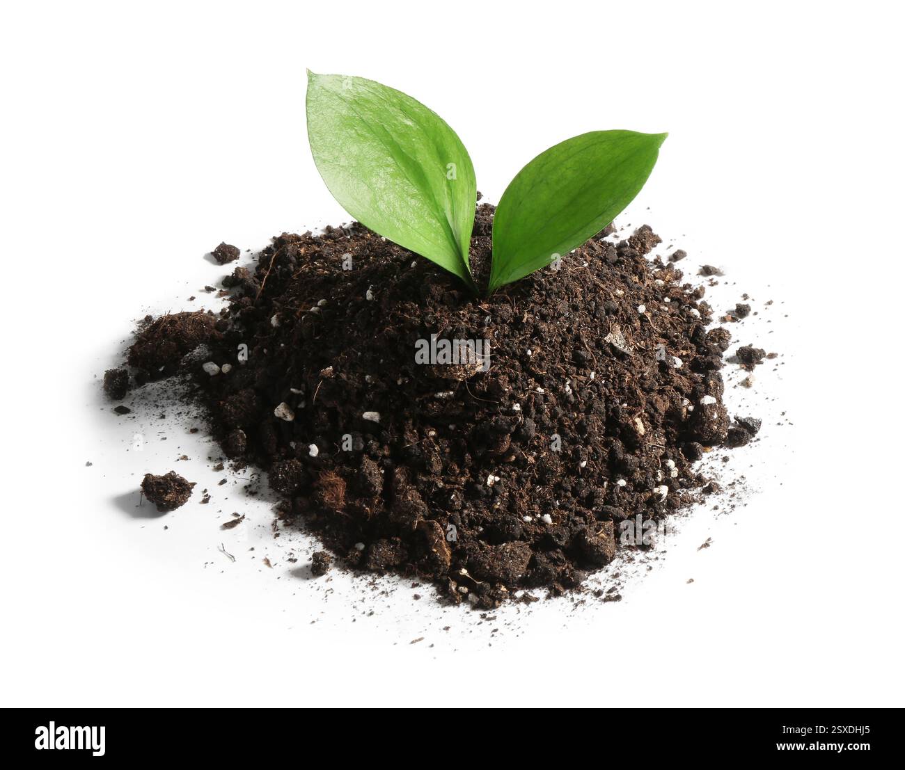 New planting young sapling Cut Out Stock Images & Pictures - Alamy