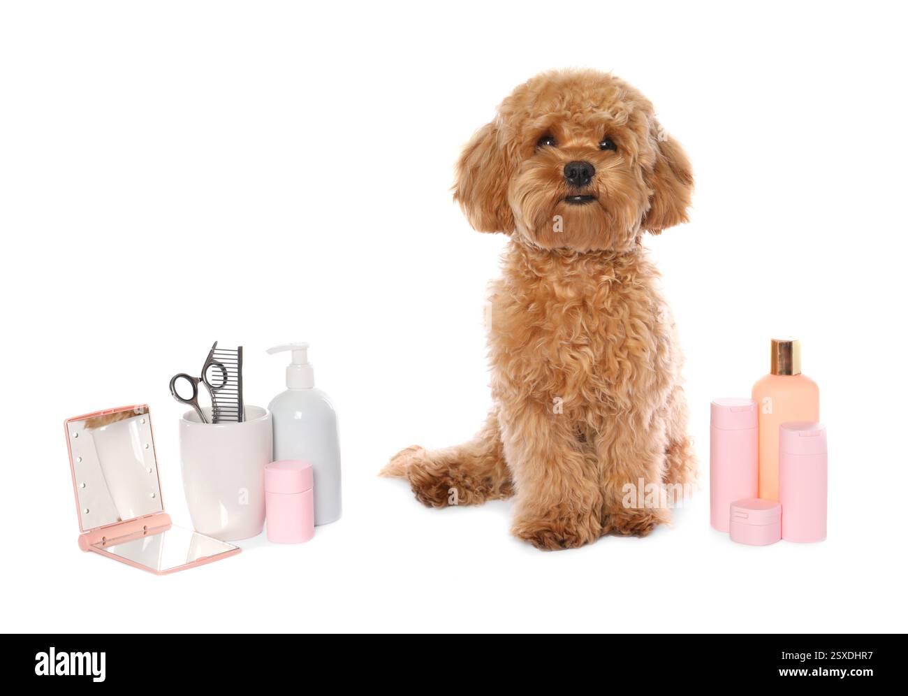 Cute fluffy dog, grooming tools and cosmetic products on white ...