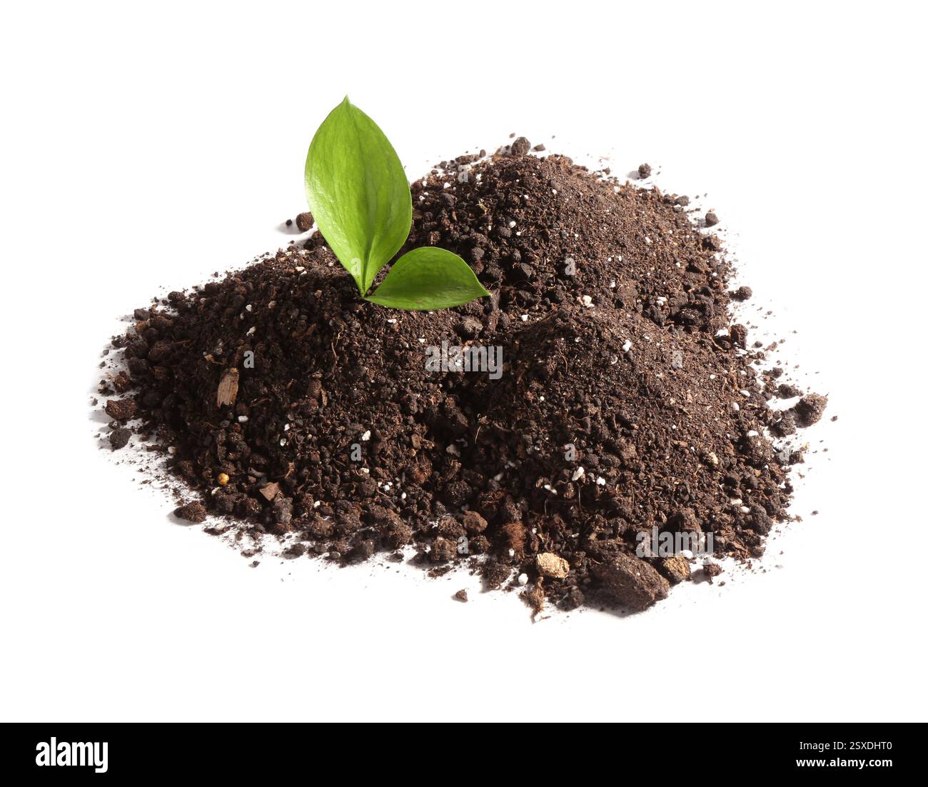 Sapling in soil hi-res stock photography and images - Alamy
