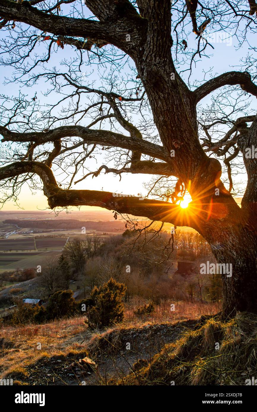 Setting sun shining through the branches of an old tree in front of ...