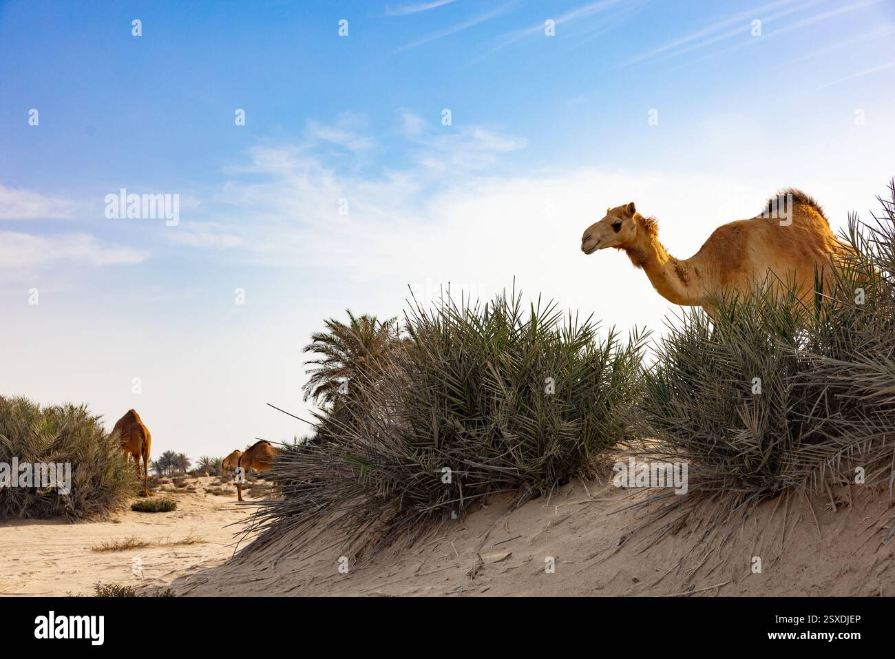 Umm Bab Beach - Palm Tree Beach Doha Qatar 24-02-2025 Stock Photo - Alamy