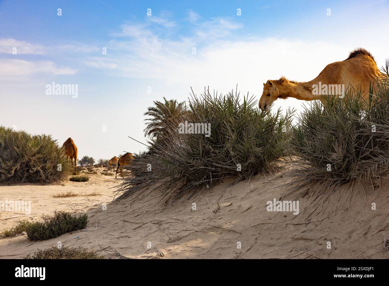 Umm Bab Beach - Palm Tree Beach Doha Qatar 24-02-2025 Stock Photo - Alamy