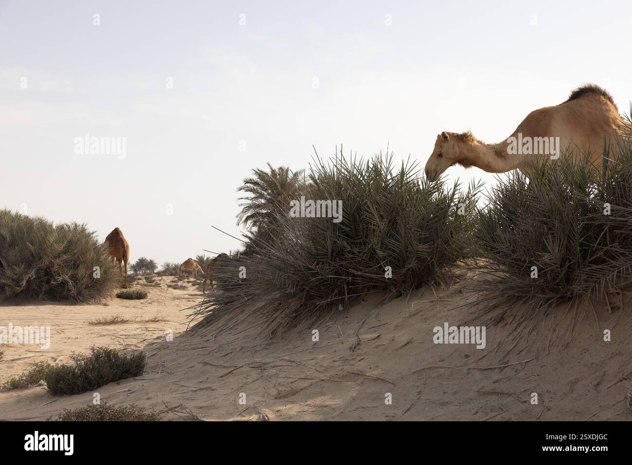 Umm Bab Beach - Palm Tree Beach Doha Qatar 24-02-2025 Stock Photo - Alamy