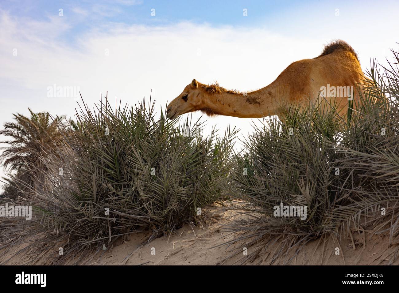 Umm Bab Beach - Palm Tree Beach Doha Qatar 24-02-2025 Stock Photo - Alamy