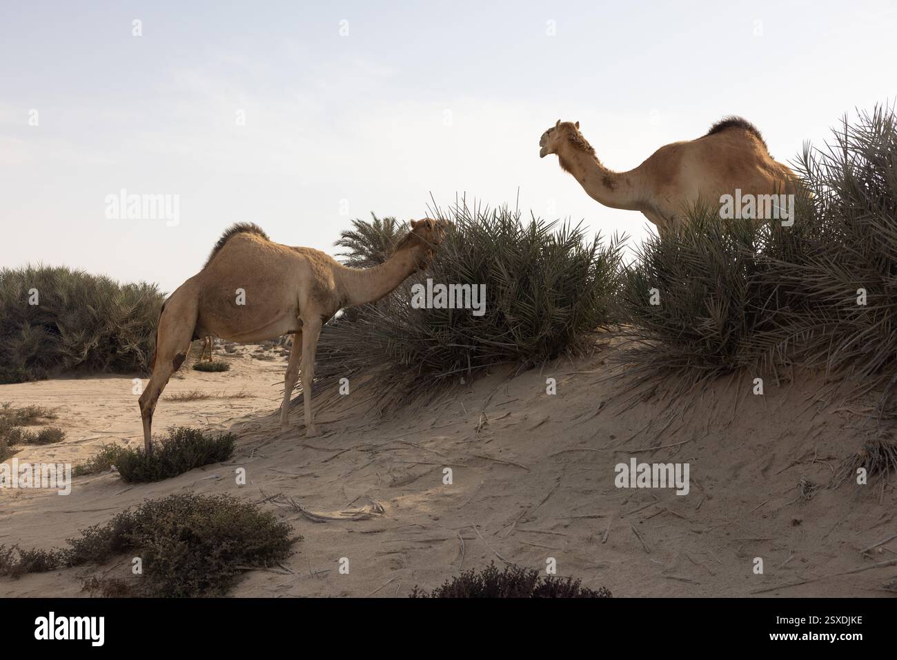 Umm Bab Beach - Palm Tree Beach Doha Qatar 24-02-2025 Stock Photo - Alamy