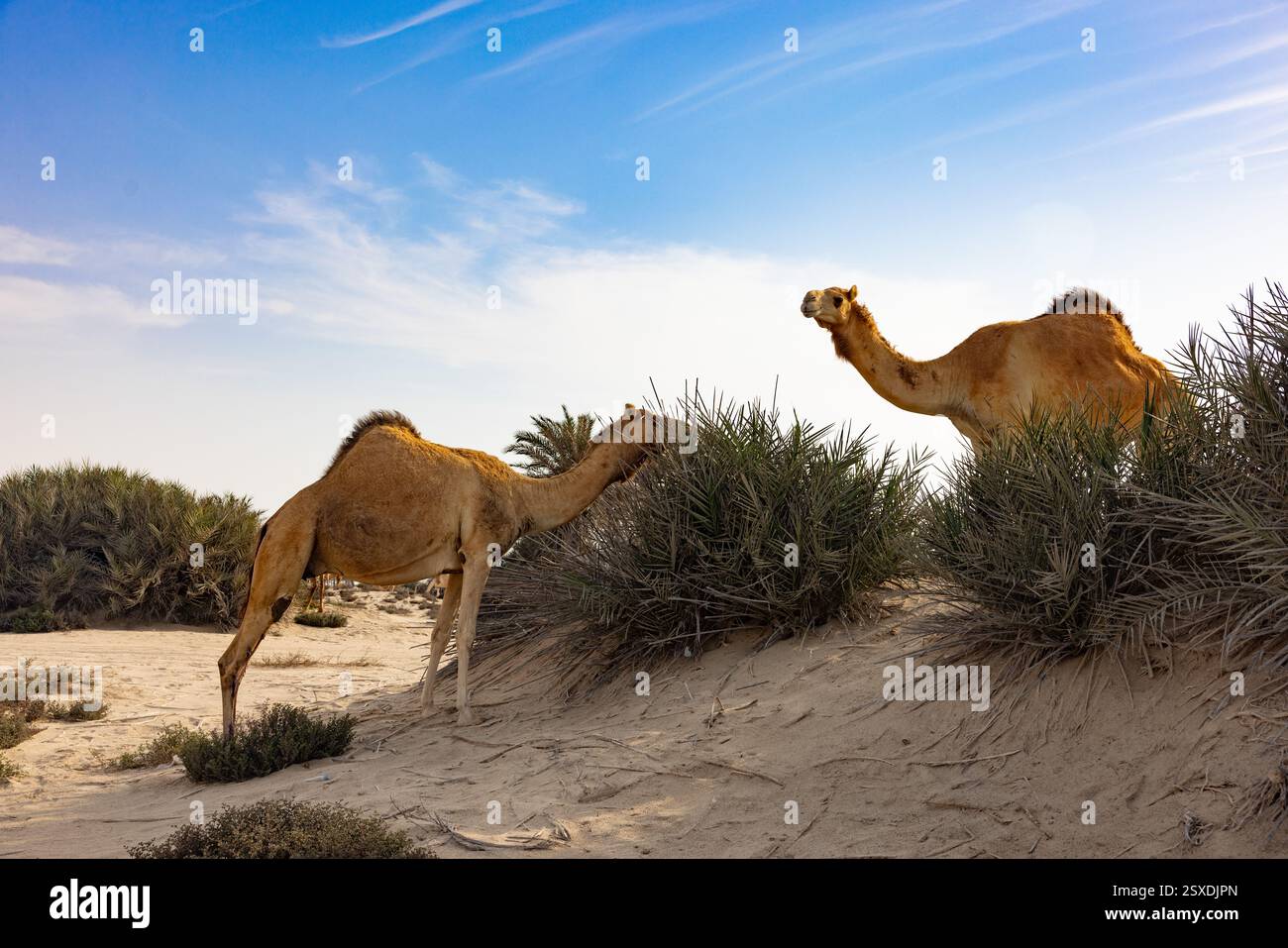 Umm Bab Beach - Palm Tree Beach Doha Qatar 24-02-2025 Stock Photo - Alamy
