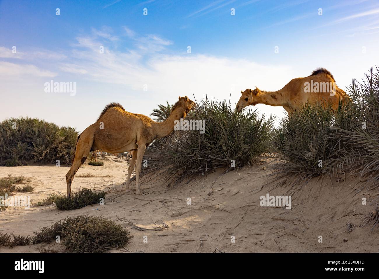 Umm Bab Beach - Palm Tree Beach Doha Qatar 24-02-2025 Stock Photo - Alamy