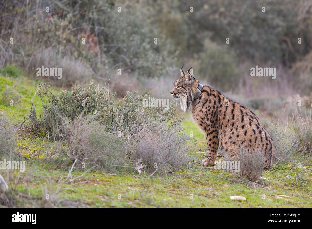 Iberian lynx Lynx pardinus, adult female sitting, fitted with tracking ...