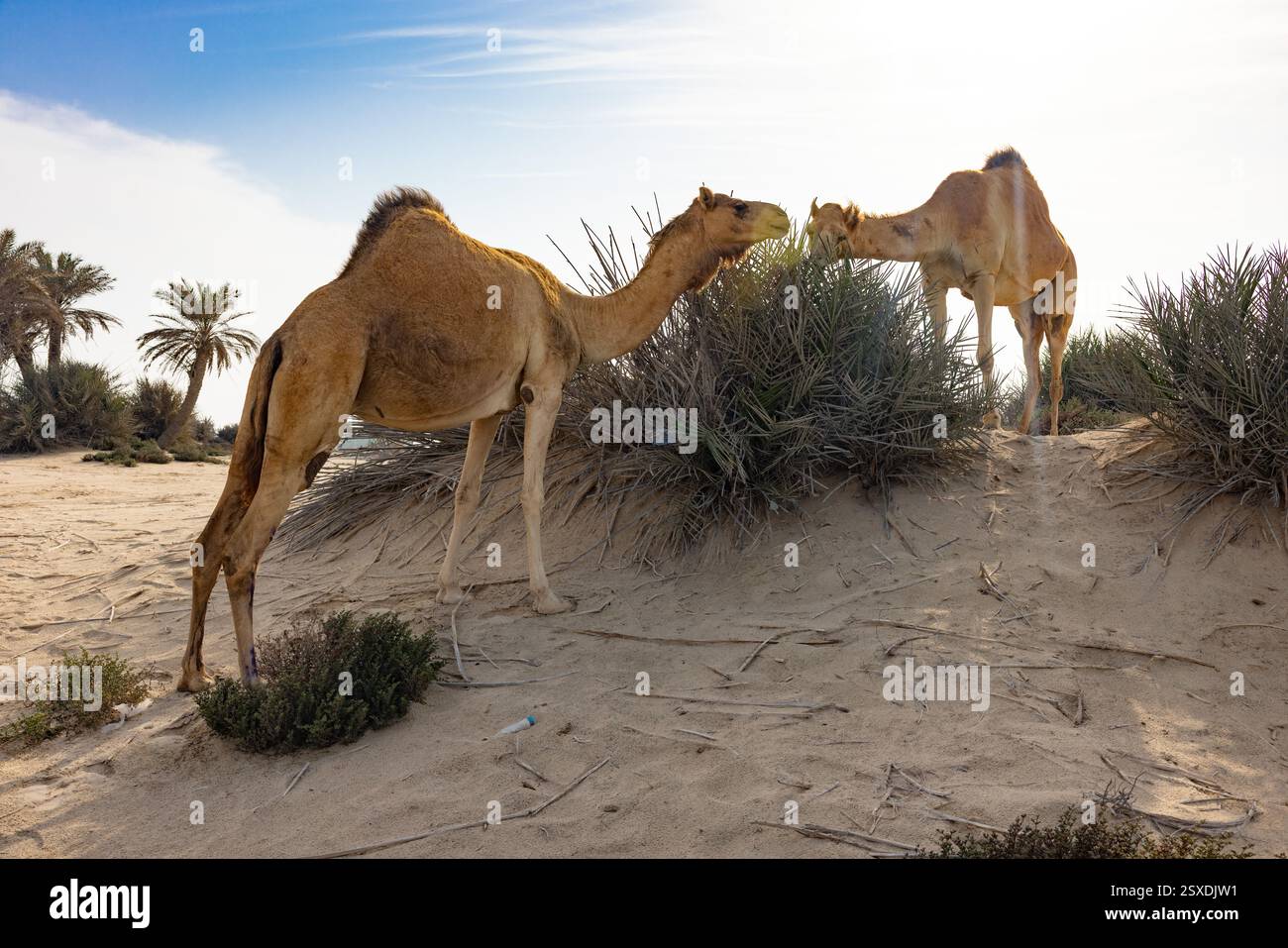 Umm Bab Beach - Palm Tree Beach Doha Qatar 24-02-2025 Stock Photo - Alamy