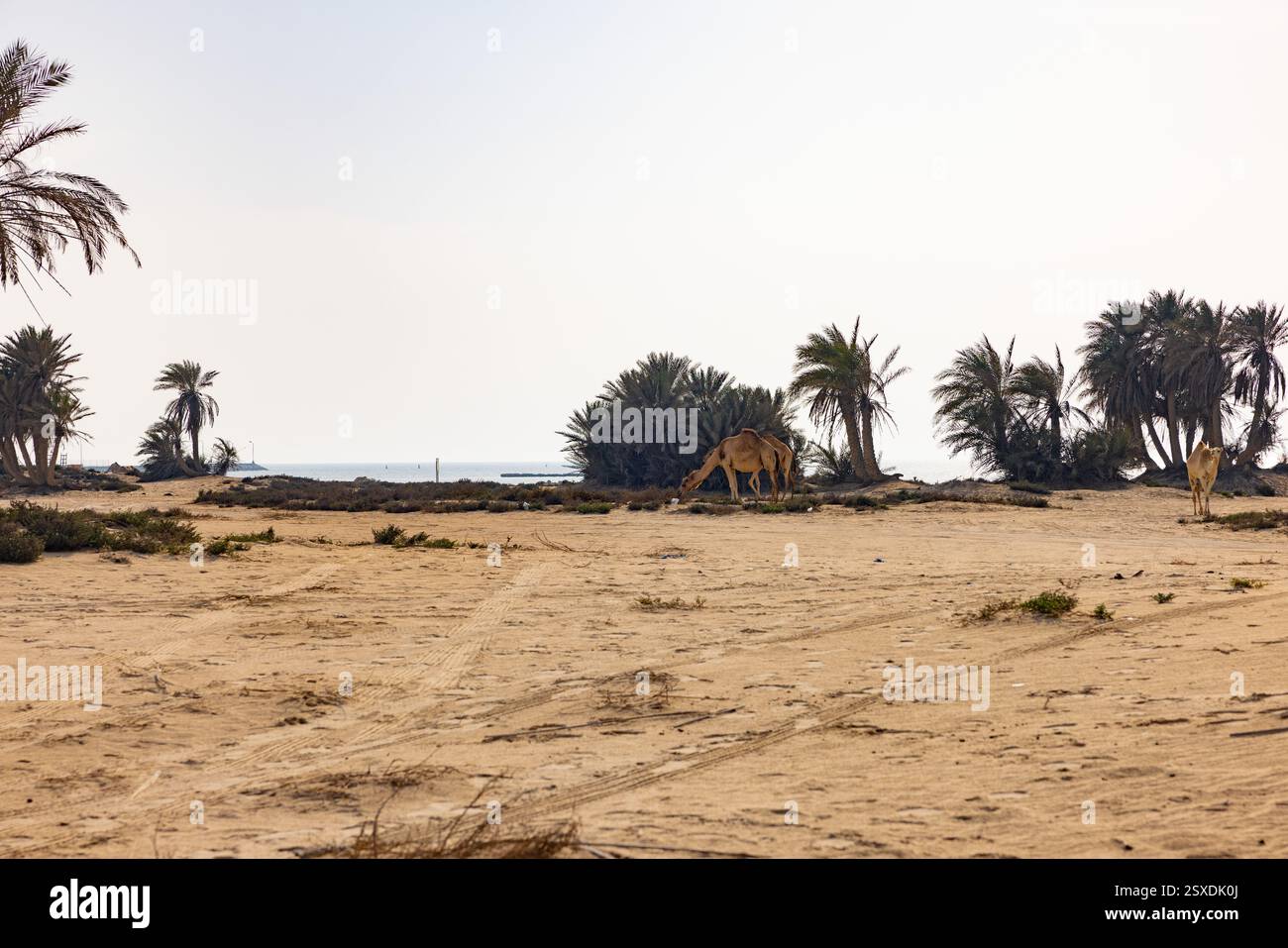 Umm Bab Beach - Palm Tree Beach Doha Qatar 24-02-2025 Stock Photo - Alamy