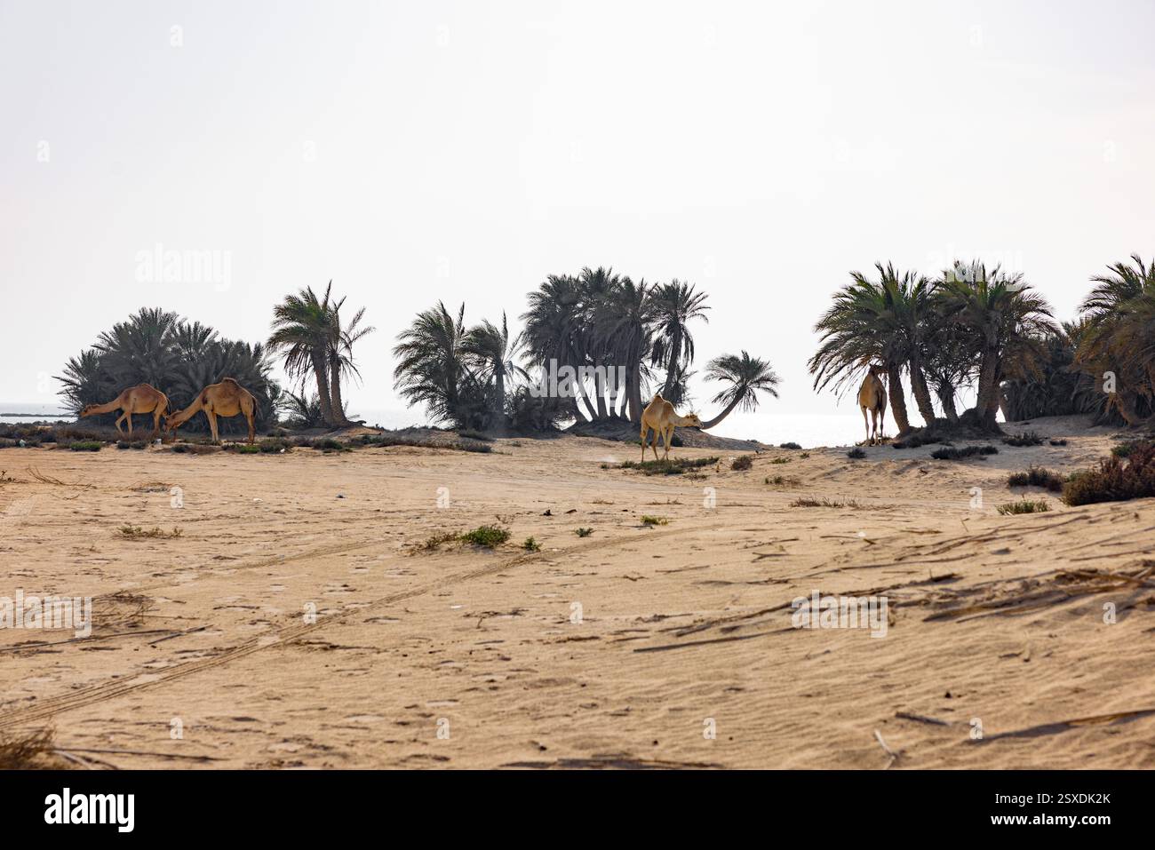 Umm Bab Beach - Palm Tree Beach Doha Qatar 24-02-2025 Stock Photo - Alamy