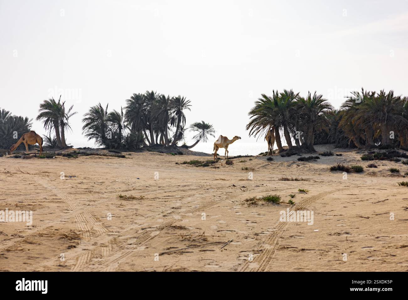 Umm Bab Beach - Palm Tree Beach Doha Qatar 24-02-2025 Stock Photo - Alamy