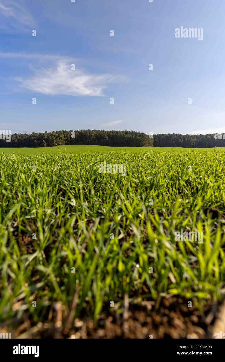 green young wheat hybrid with frost resistance, hybrid wheat planted ...