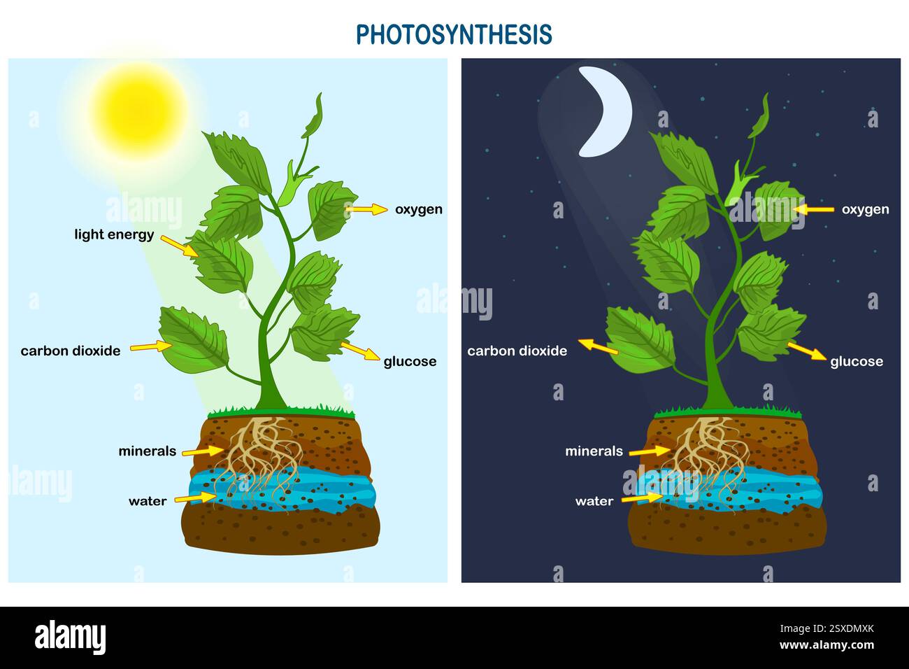 Photosynthesis diagram. Process of plant produce oxygen. Photosynthesis ... Photosynthesis diagram. Process of plant produce oxygen. Photosynthesis ...