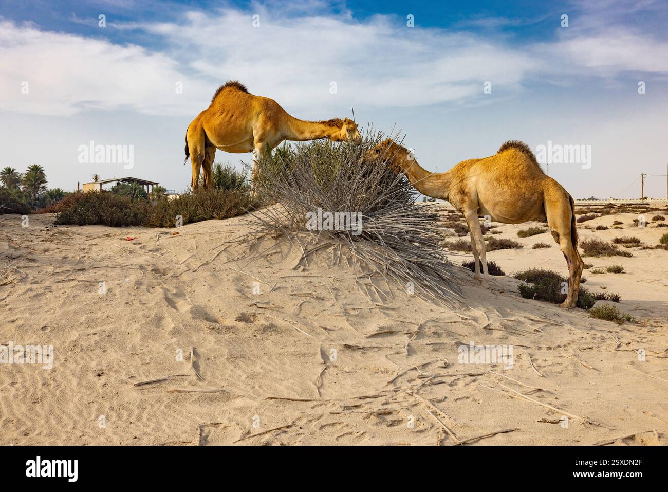Umm Bab Beach - Palm Tree Beach Doha Qatar 24-02-2025 Stock Photo - Alamy