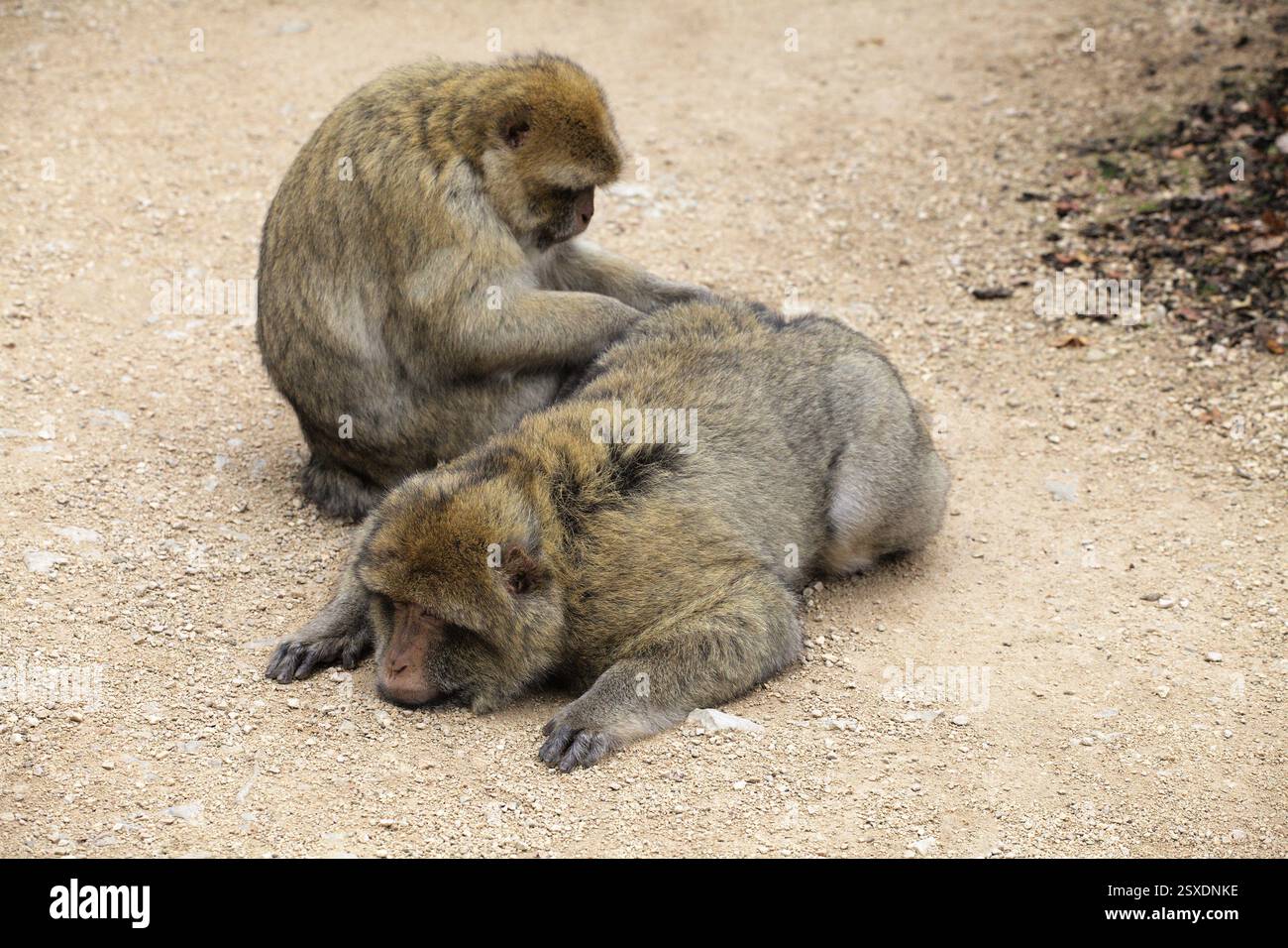 Two monkeys engage in grooming behavior on a dirt path, in Monkey ...