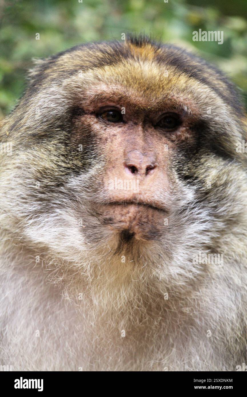A Barbary macaque rests in France's Monkey Forest, highlighting its ...