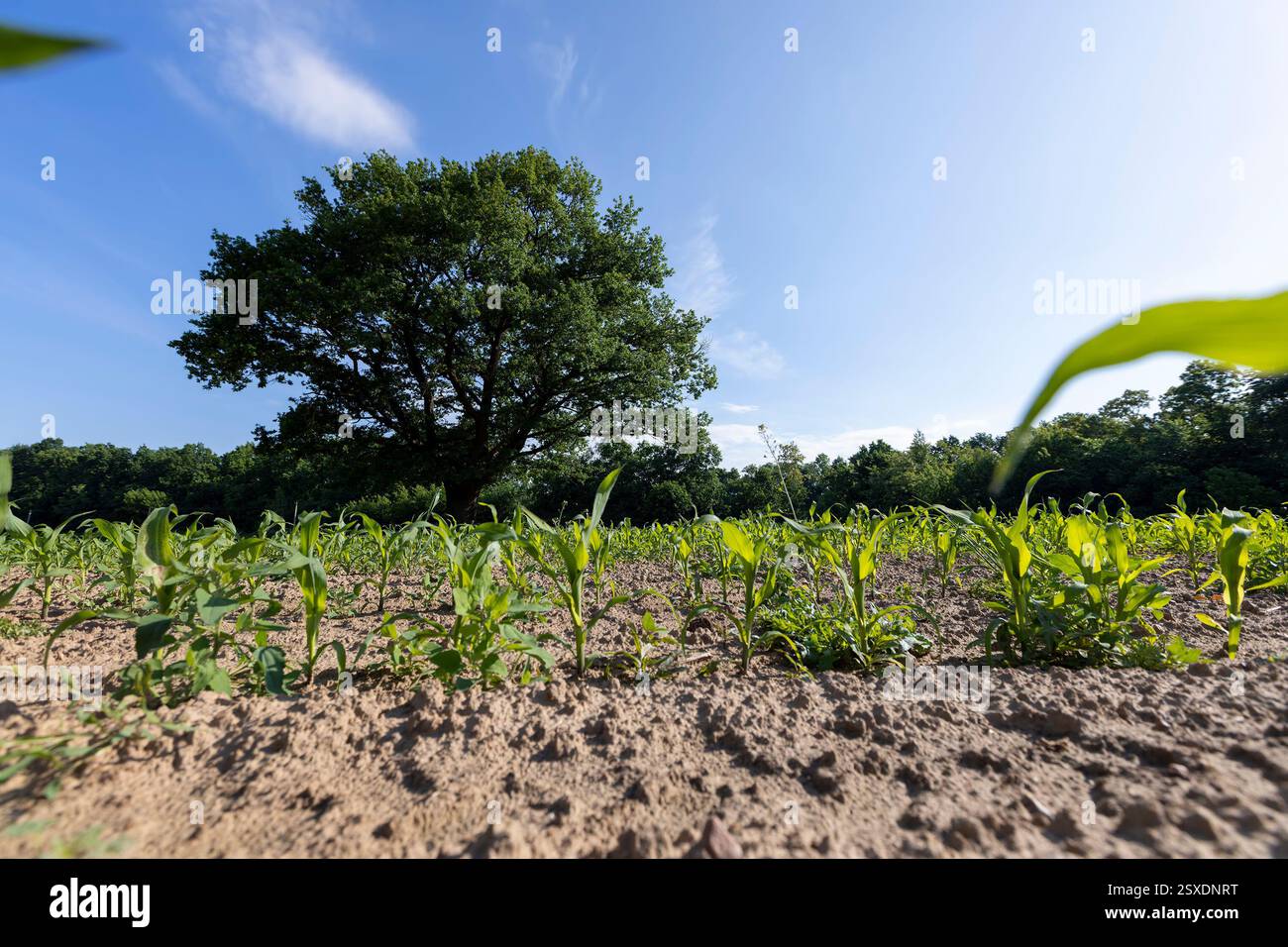 the only one oak in a green cornfield with young sweet corn plants, one ...