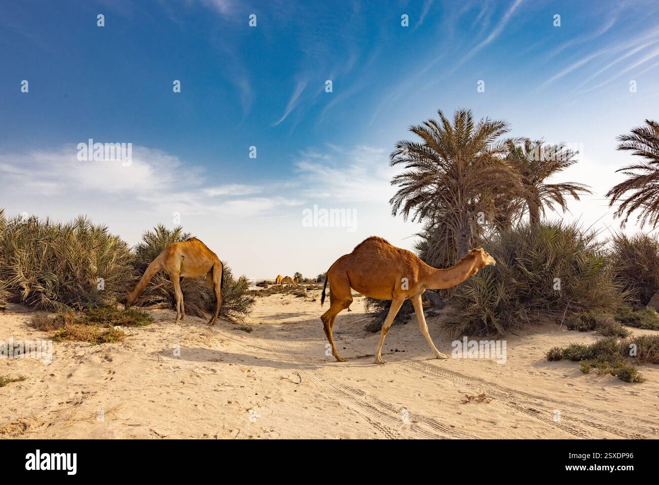 Umm Bab Beach - Palm Tree Beach Doha Qatar 24-02-2025 Stock Photo - Alamy